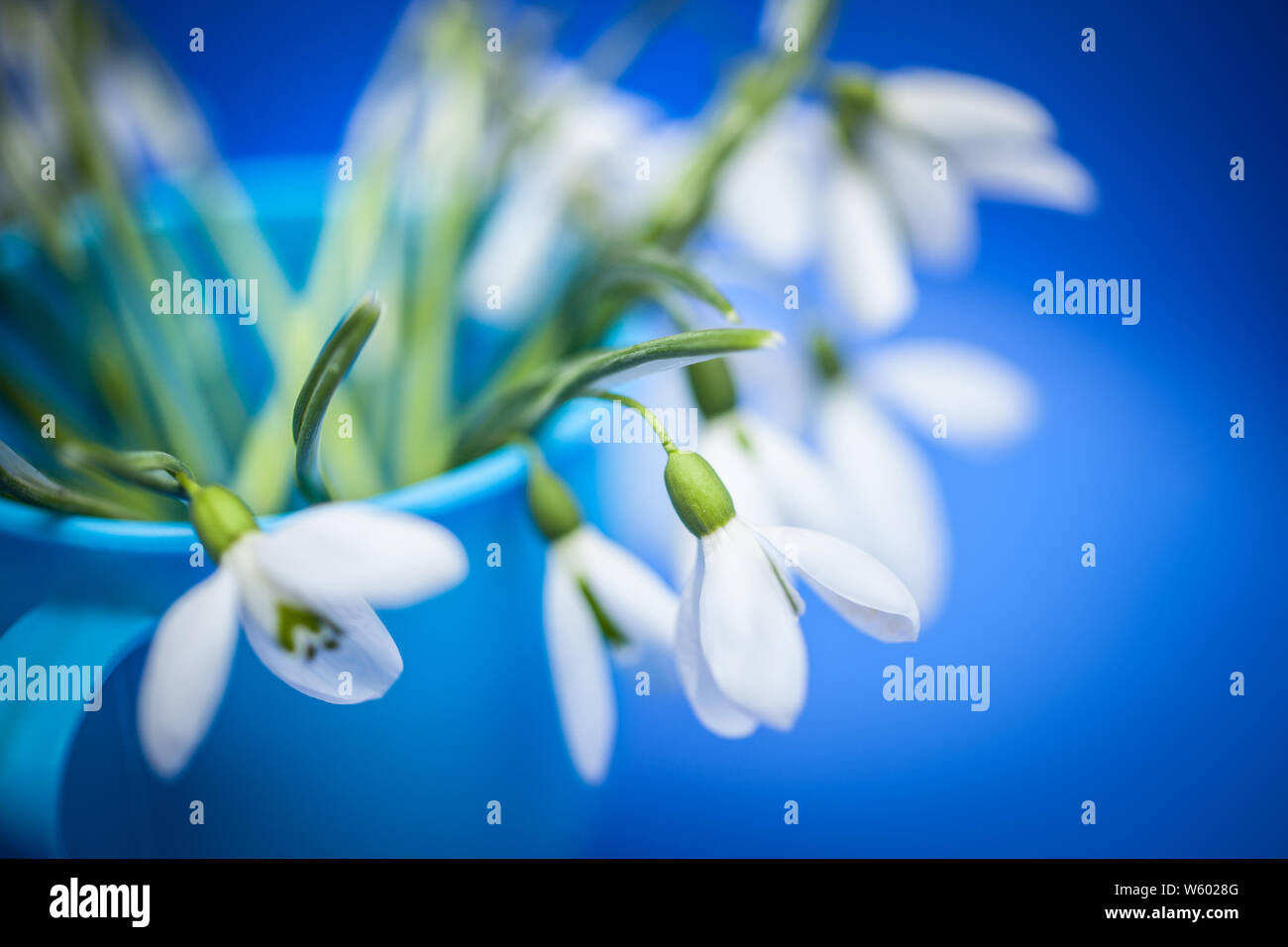 Snowdrops with blue background Stock Photo - Alamy