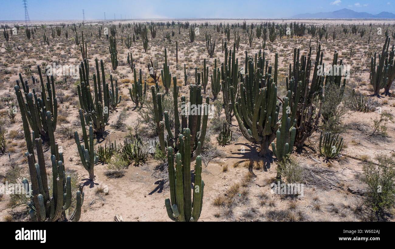 Aerial view of the cactus vegetation and arid areas in the desert ...