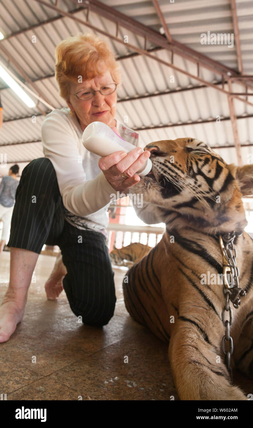 Tourist are feeding the tigers at Buddhist and Tourist interacting with ...