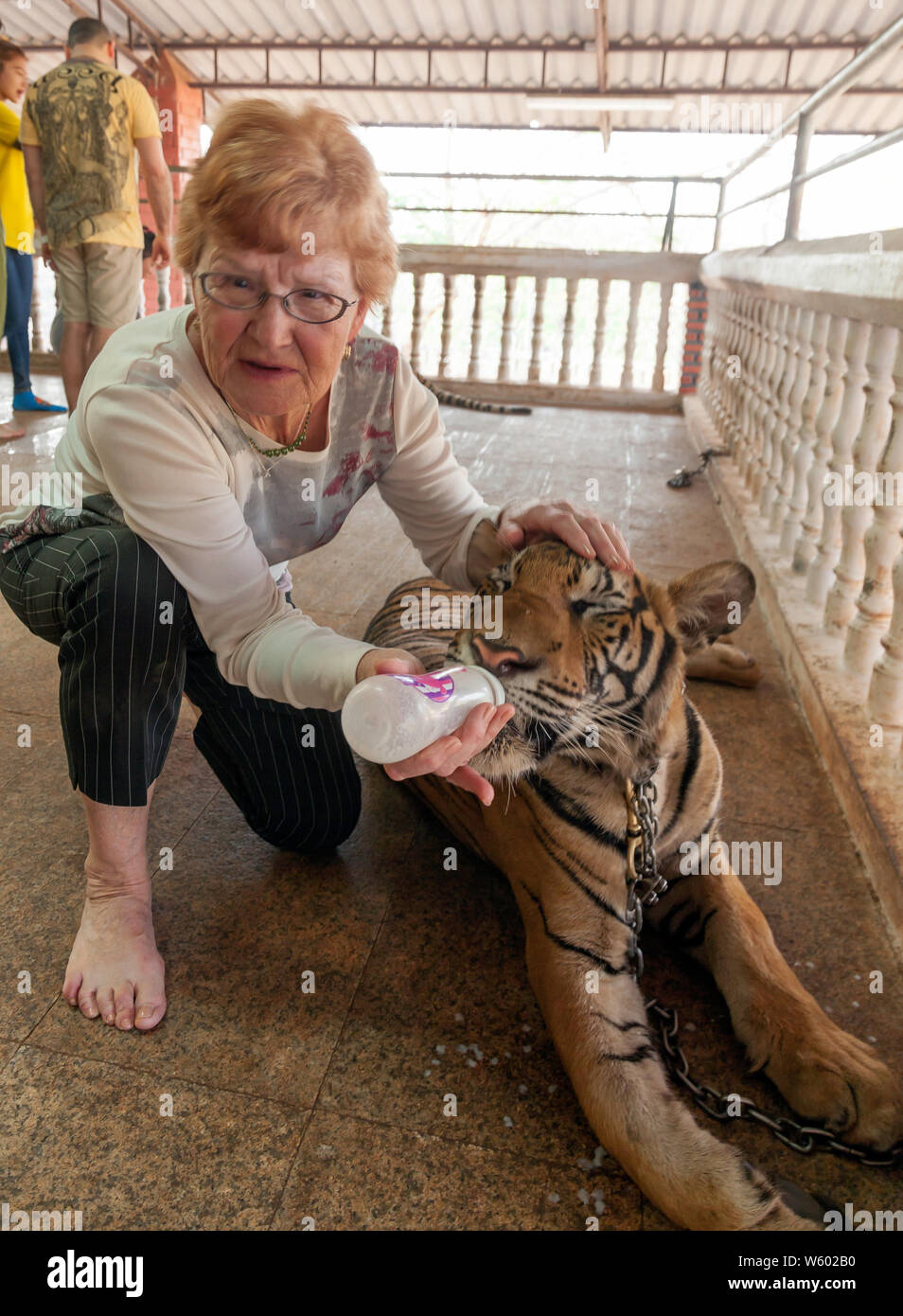 Tourist are feeding the tigers at Buddhist and Tourist interacting with ...