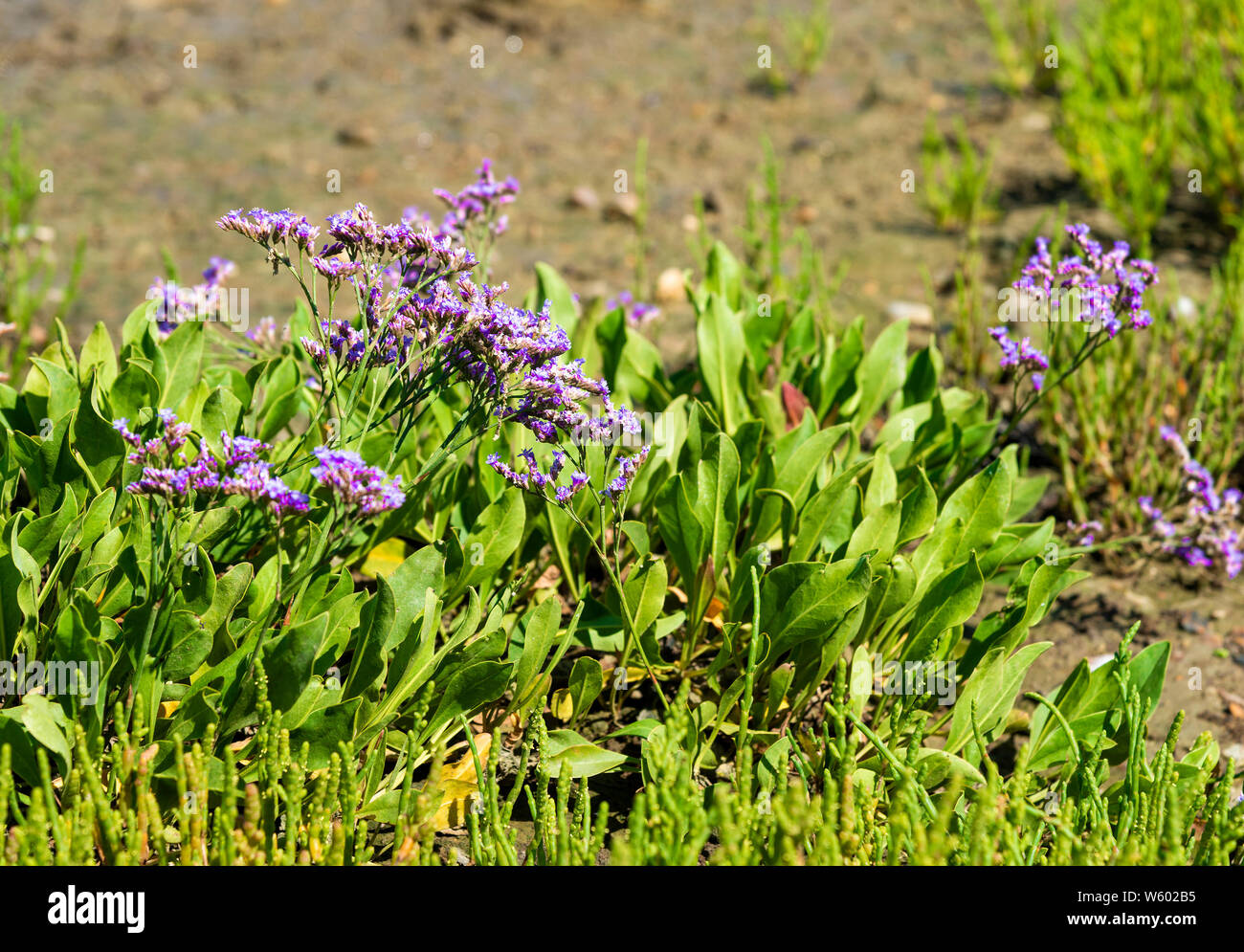 Sea lavender saltmarsh hi-res stock photography and images - Alamy