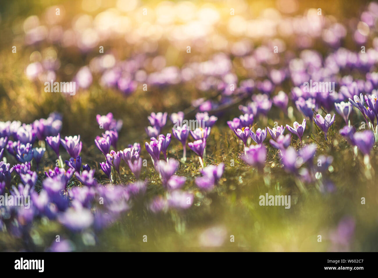 Crocus field close-up with beautiful light Stock Photo - Alamy