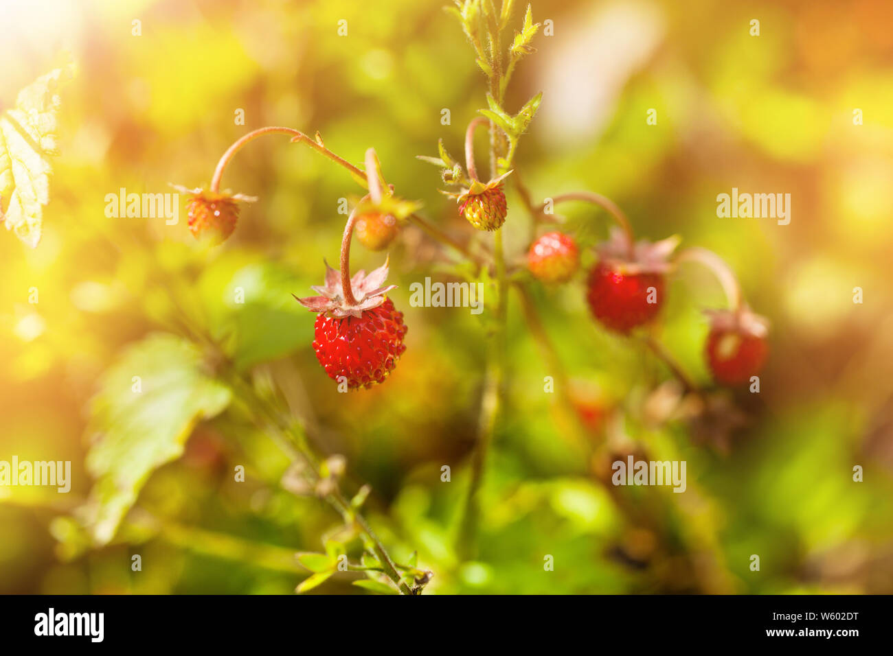Wild forest strawberry small delicious fruit Stock Photo - Alamy