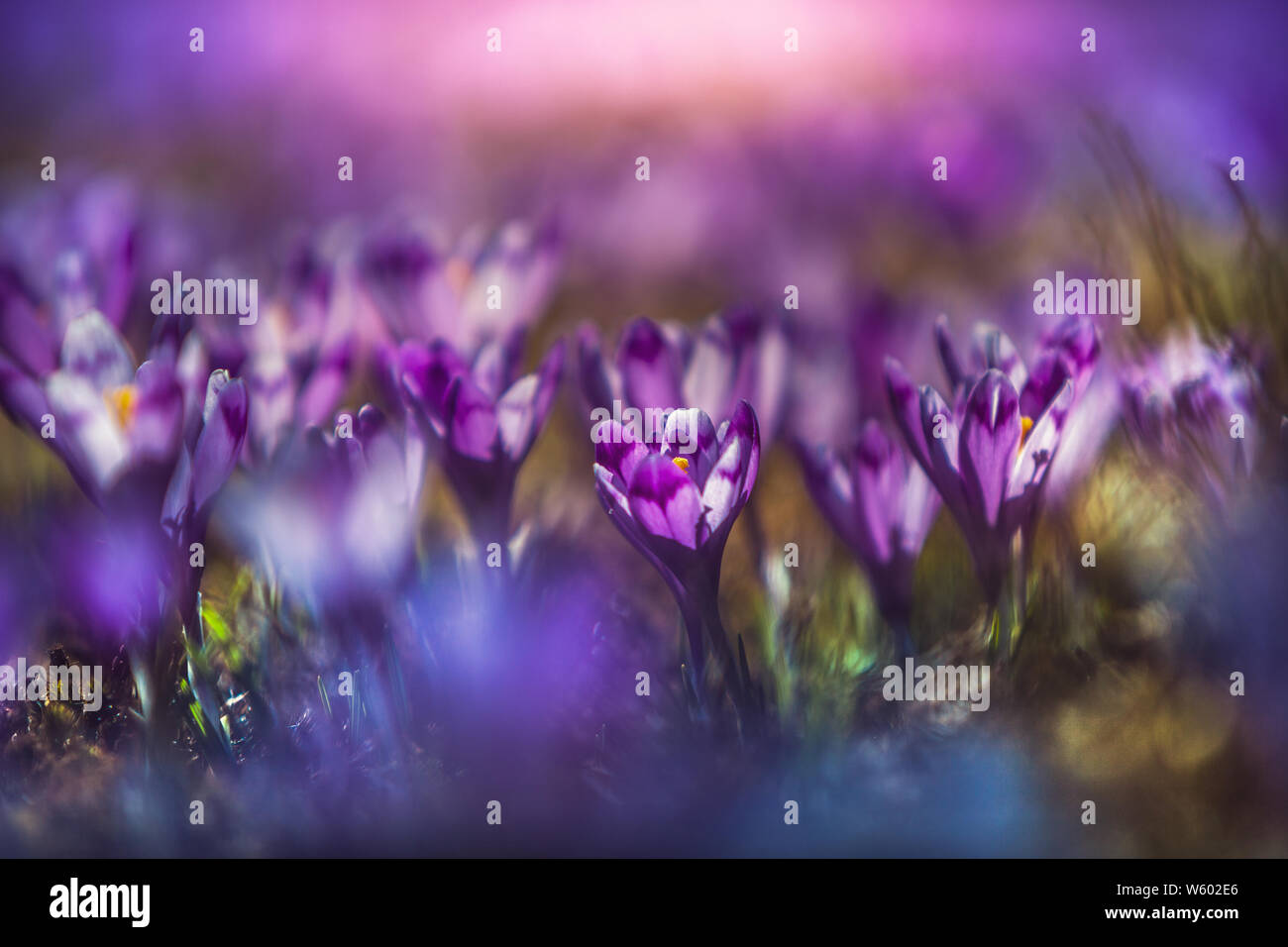 Crocus field close-up with beautiful light Stock Photo - Alamy