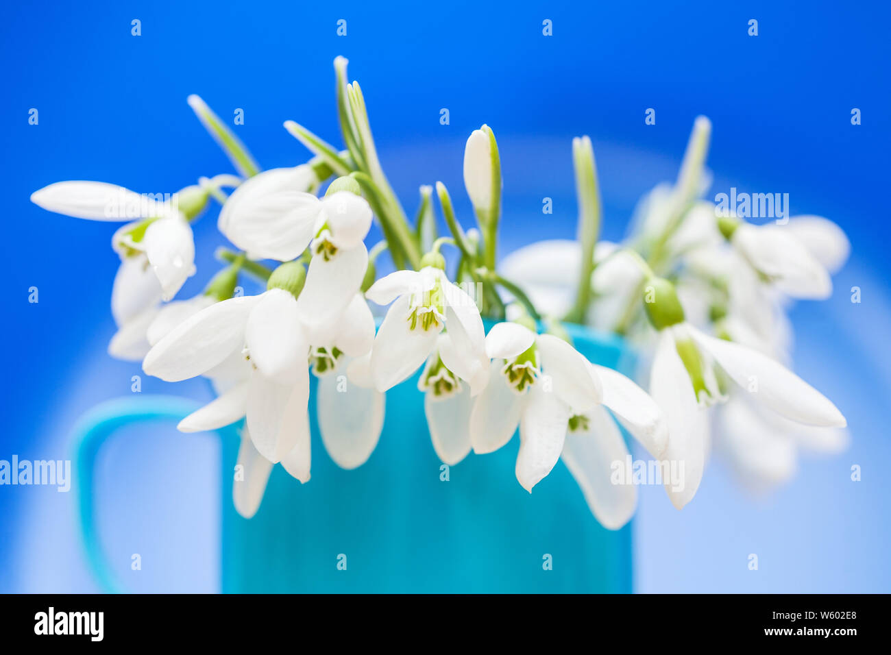Snowdrops with blue background Stock Photo - Alamy