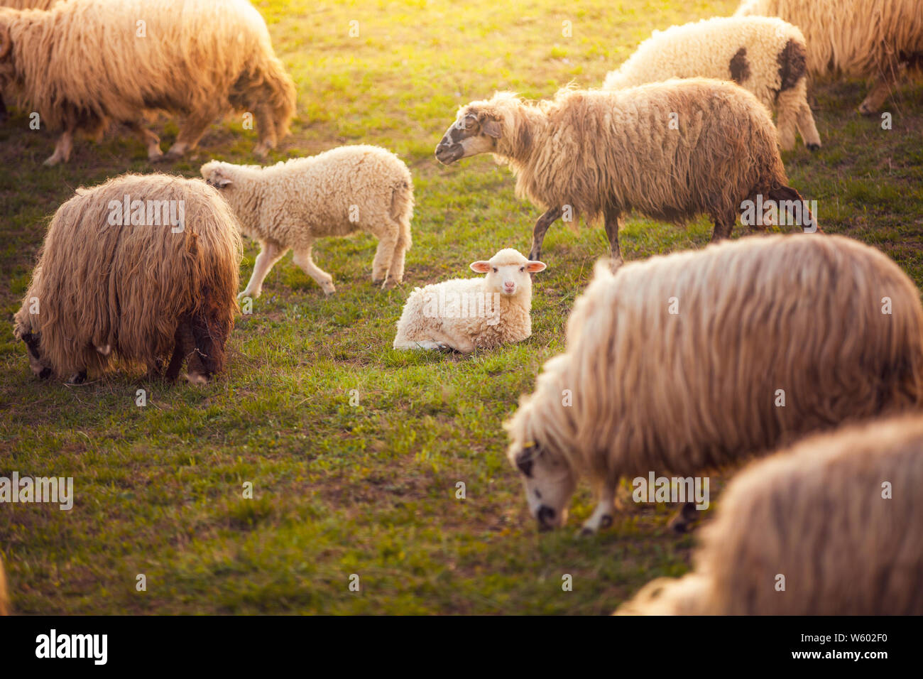 Beautiful little lamb at sunset looking at the camera Stock Photo - Alamy