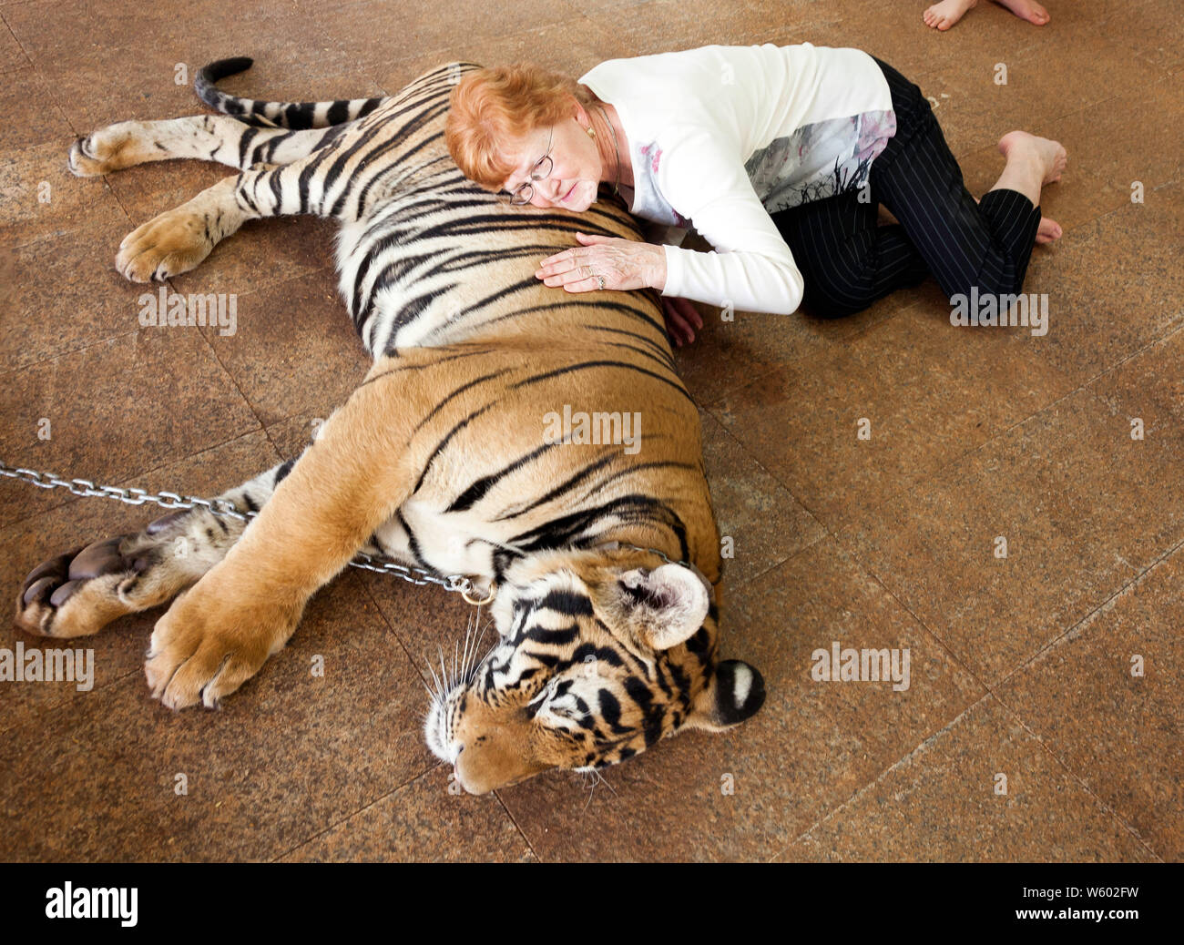 Buddhist and Tourist interacting with Tigers at the Tiger Temple in ...