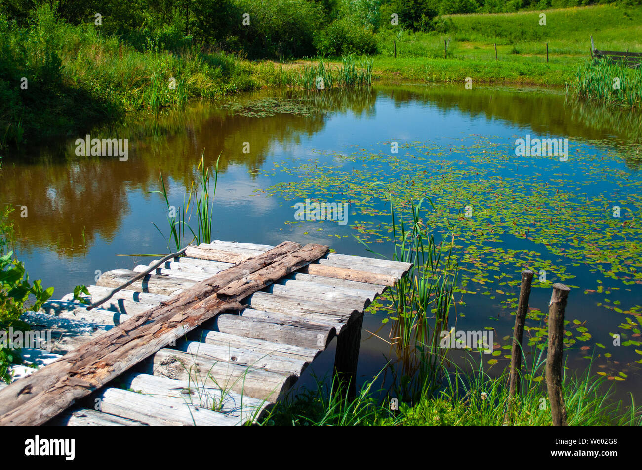 Pond in a garden Stock Photo - Alamy