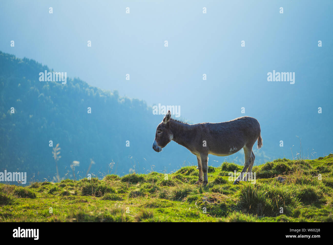 Donkey in mountain landscape Stock Photo - Alamy