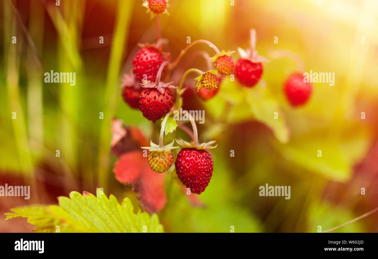 Wild forest strawberry small delicious fruit Stock Photo - Alamy