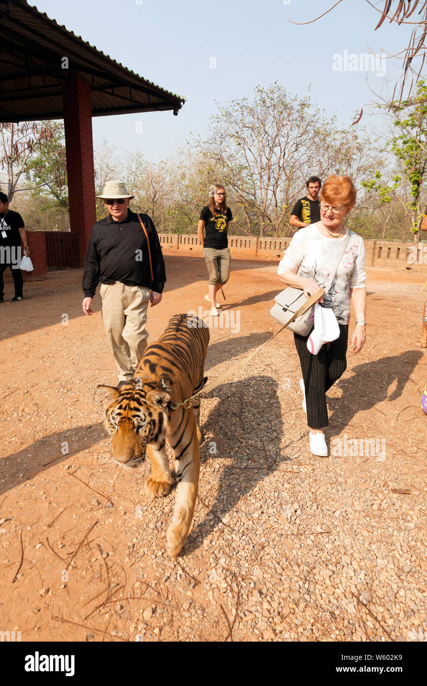 Man & woman walking Tiger at Buddhist and Tourist interacting with ...