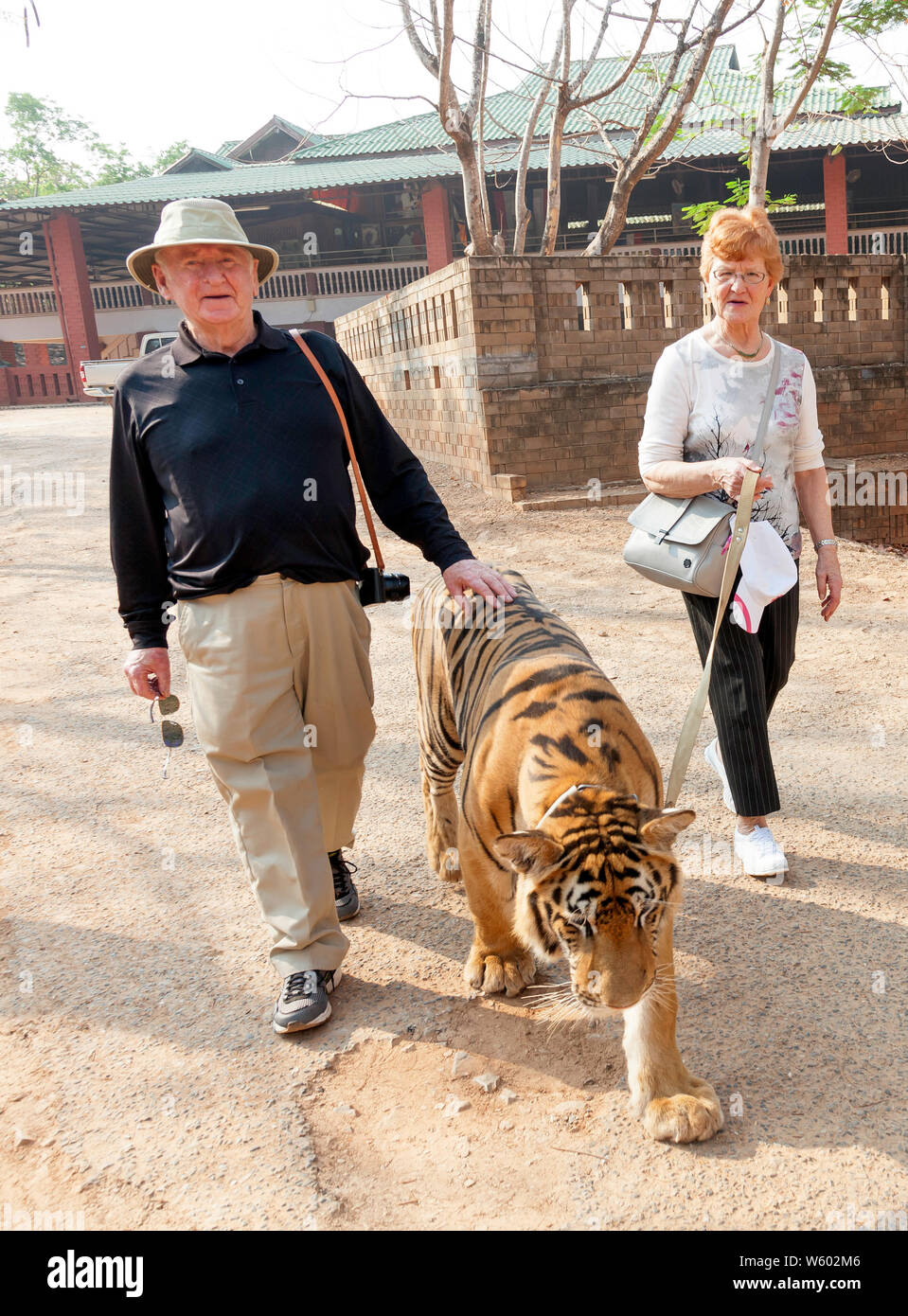 Man & woman walking Tiger at Buddhist and Tourist interacting with ...