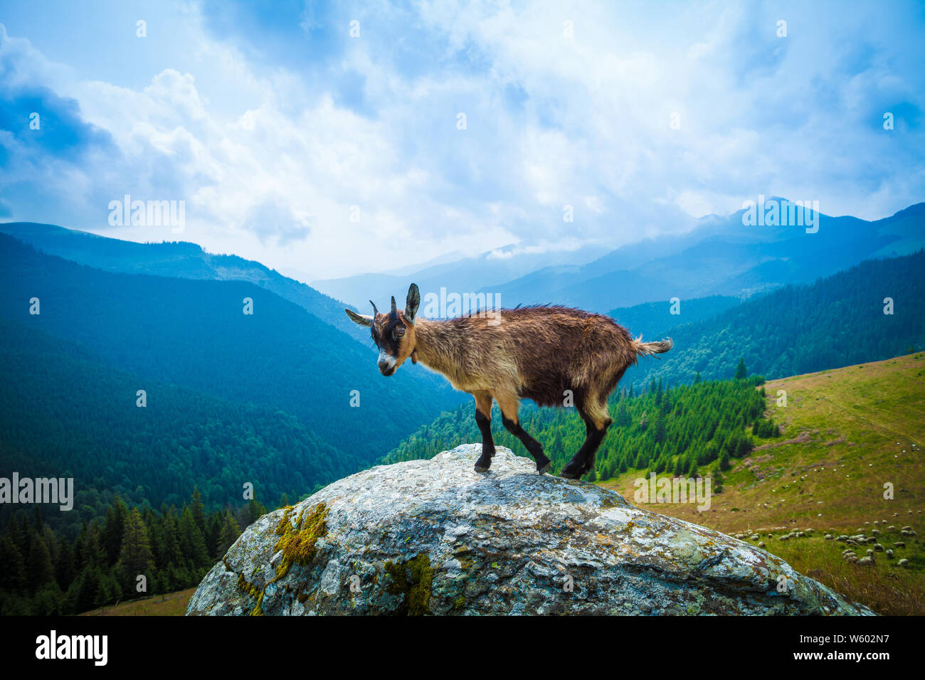 Beautiful little goat in the mountain landscape Stock Photo - Alamy