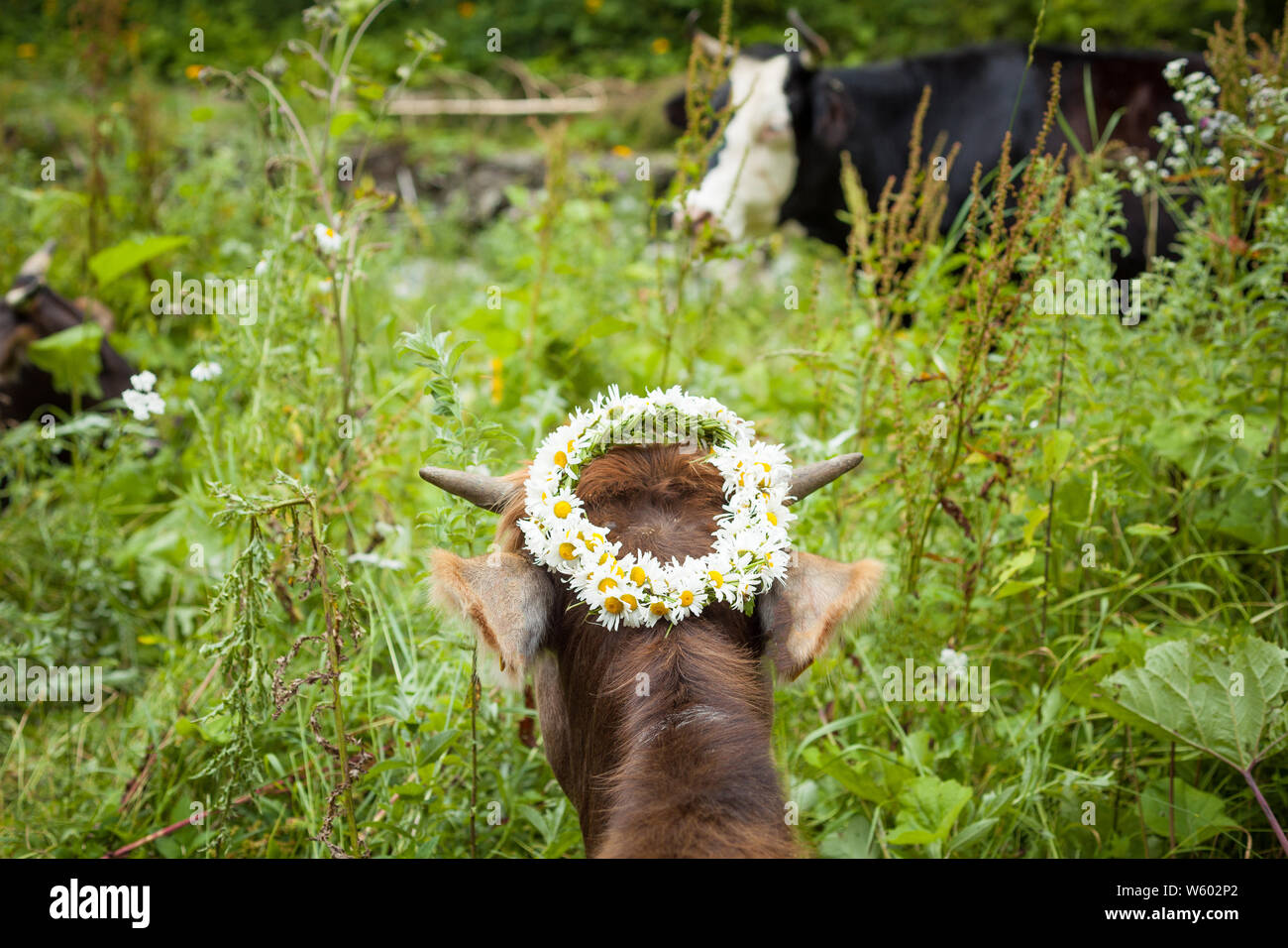 Cute cow with crown of flowers on her head Stock Photo - Alamy