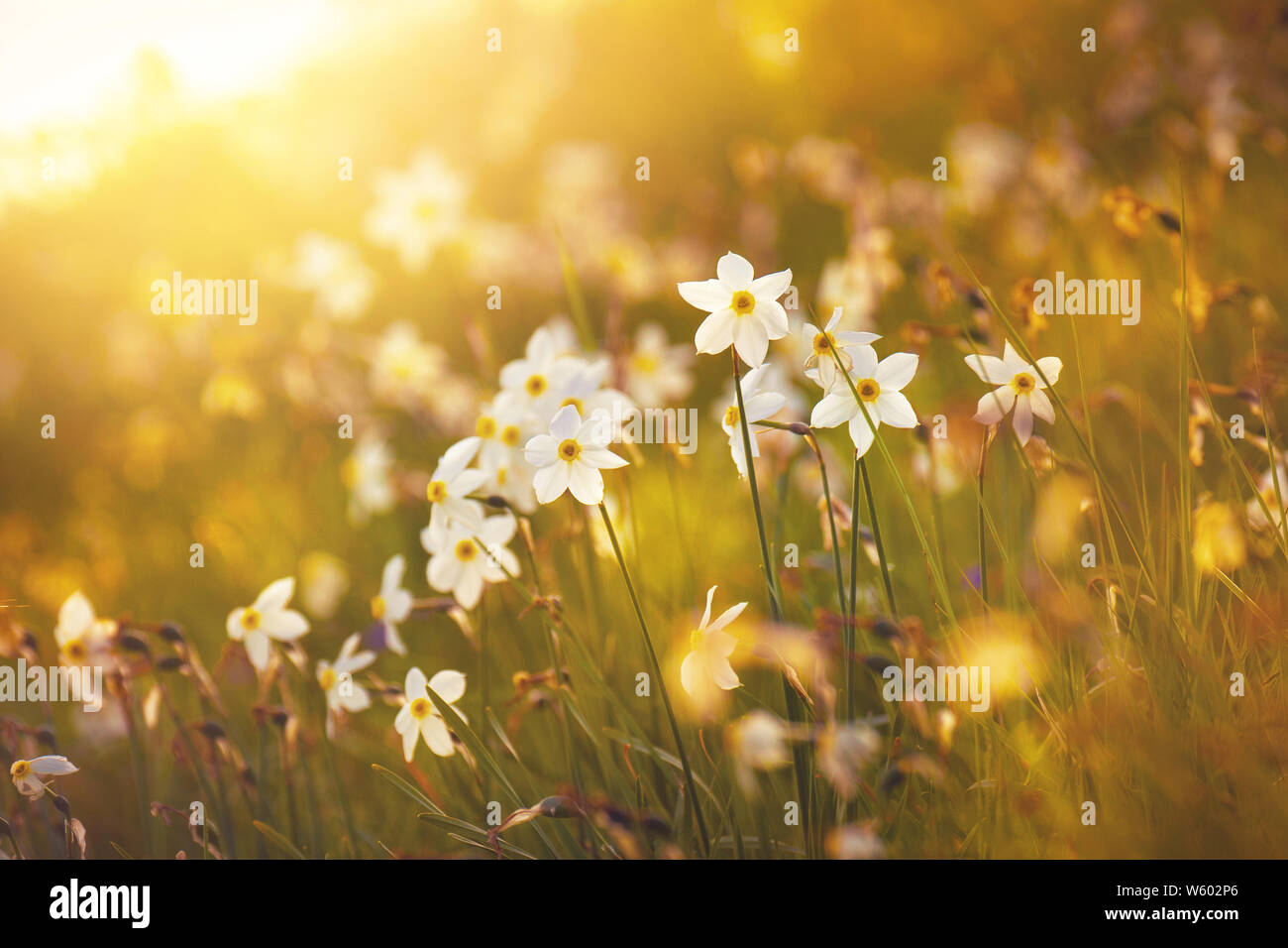 Daffodil glade hi-res stock photography and images - Alamy