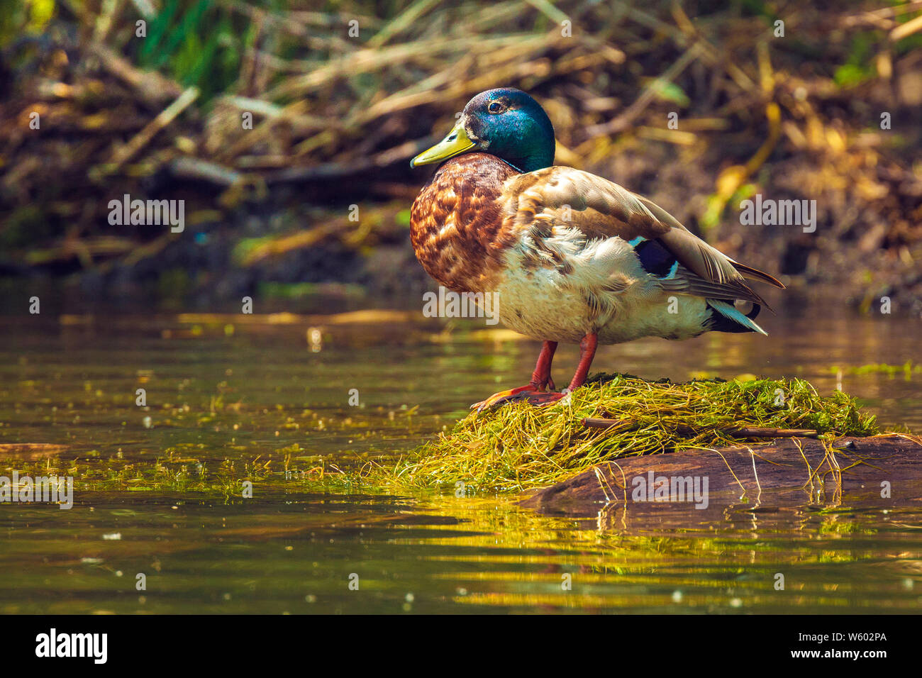 Romanian duck danube delta hi-res stock photography and images - Alamy