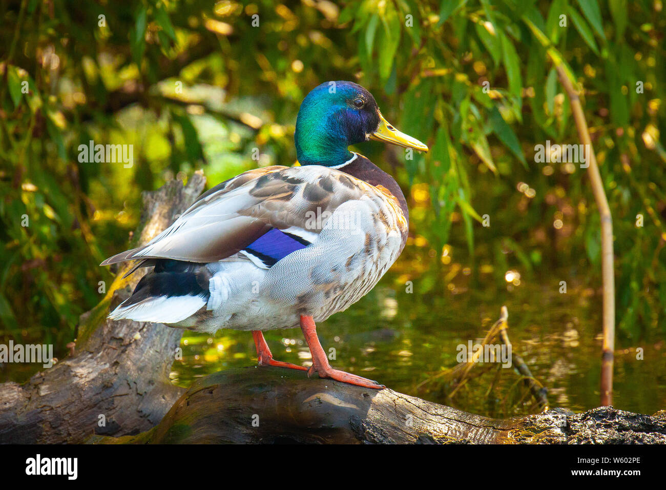 Romanian duck hi-res stock photography and images - Alamy