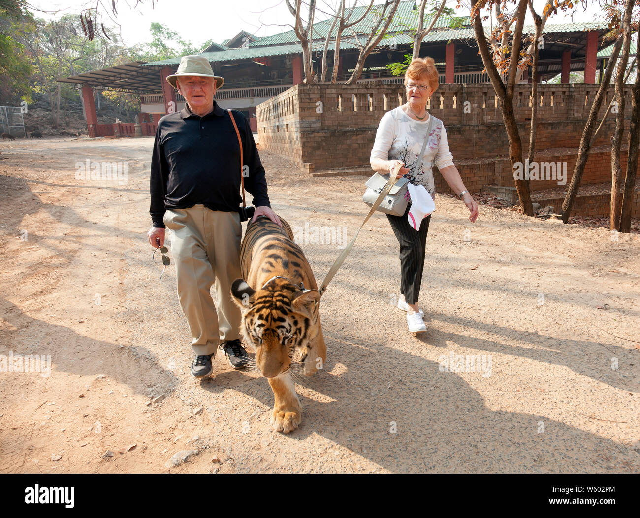 Man & woman walking Tiger at Buddhist and Tourist interacting with ...