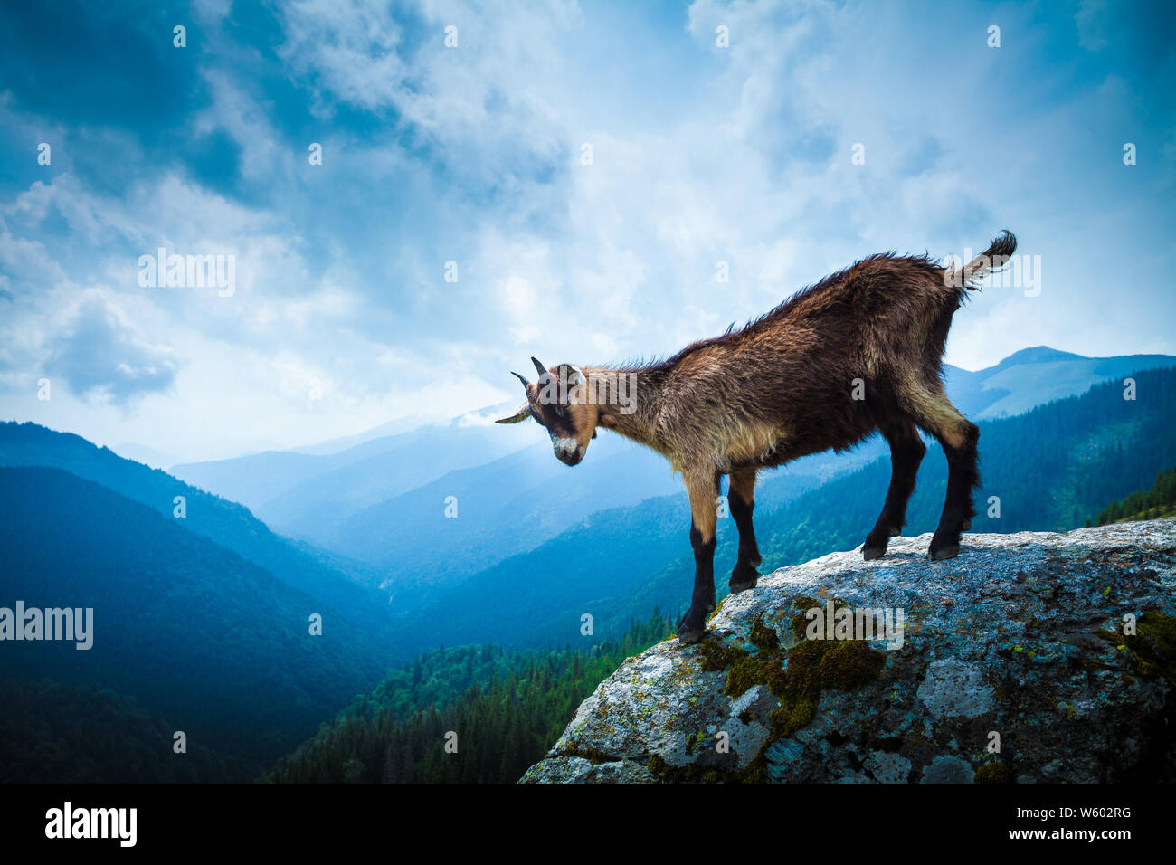 Beautiful little goat in the mountain landscape Stock Photo - Alamy
