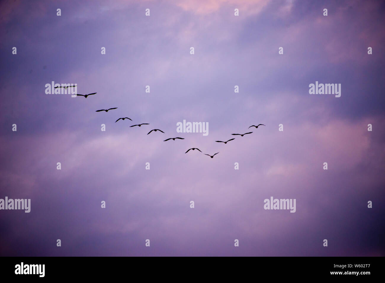Birds flying in formation hi-res stock photography and images - Alamy