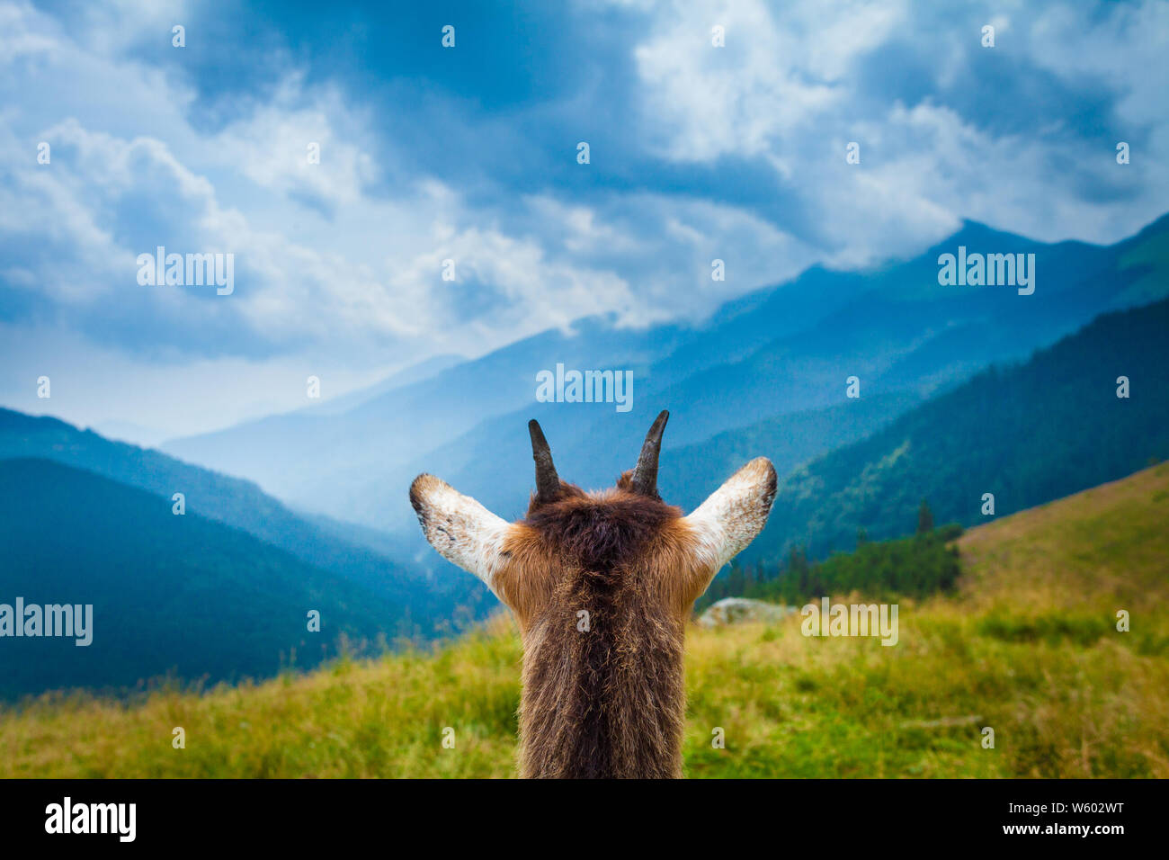 Little goat first person view admiring mountain landscape Stock Photo ...