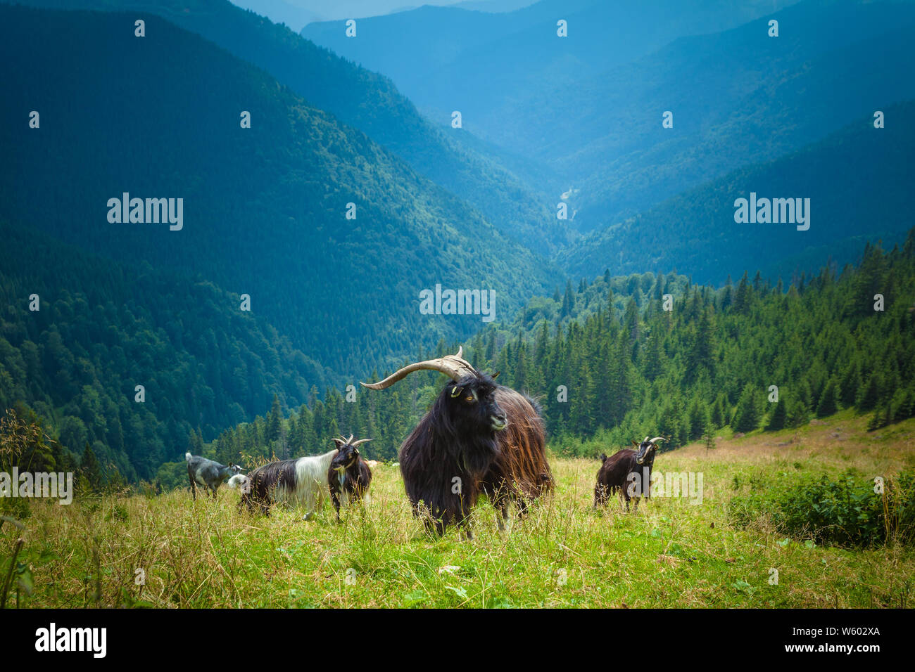 Beautiful little goat in the mountain landscape Stock Photo - Alamy