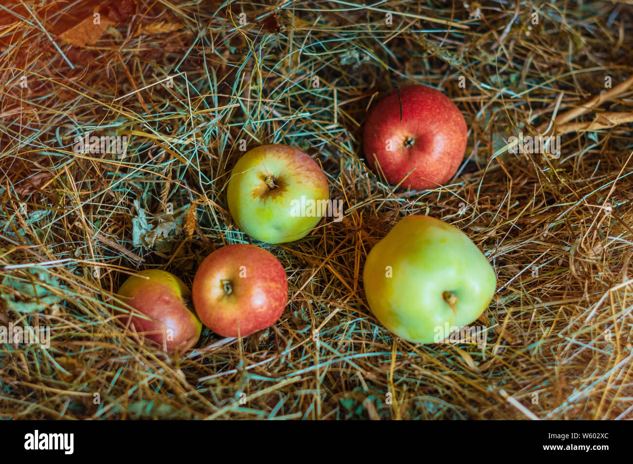 Beautiful healthy apples on hay background Stock Photo - Alamy