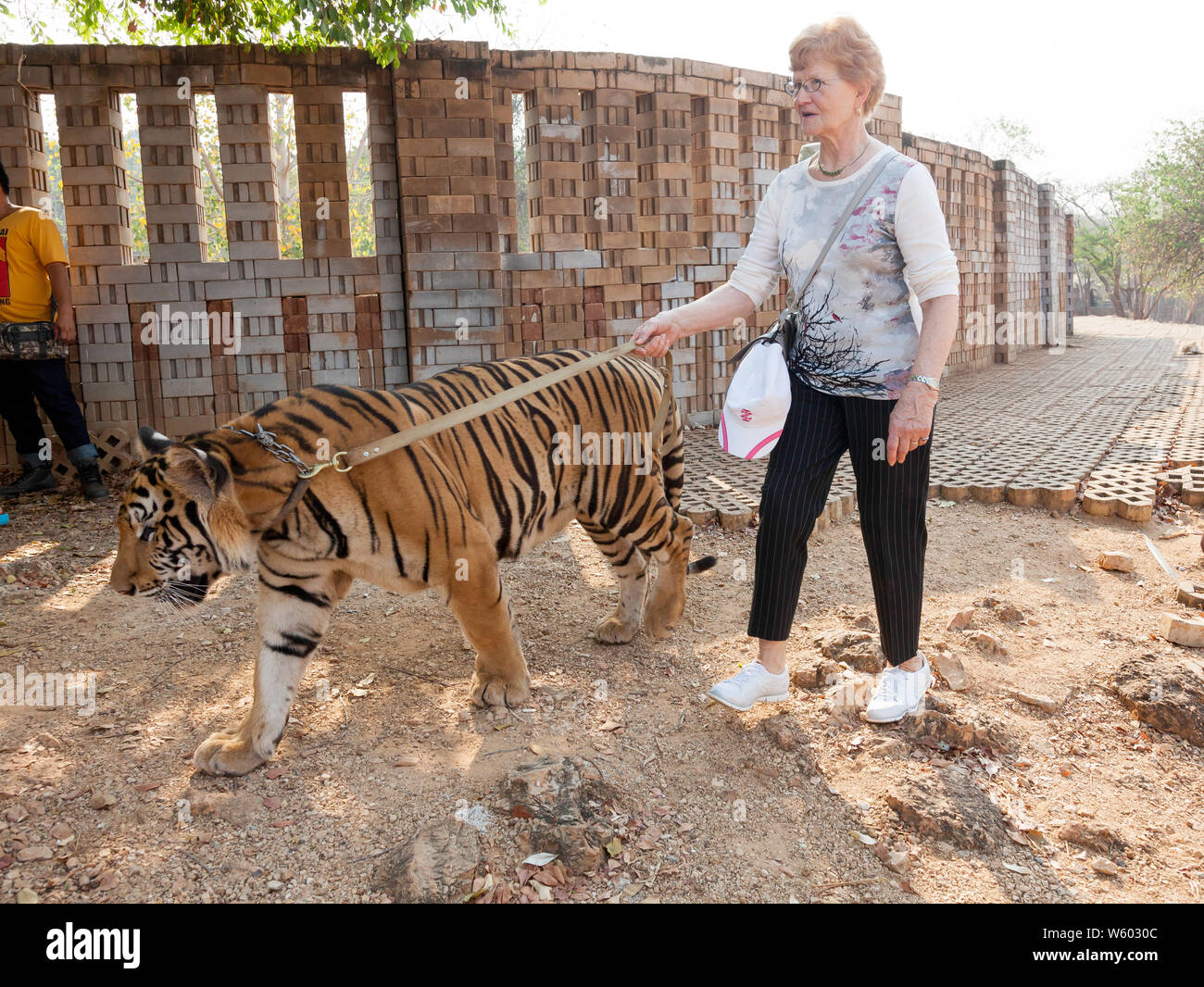 Man & woman walking Tiger at Buddhist and Tourist interacting with ...