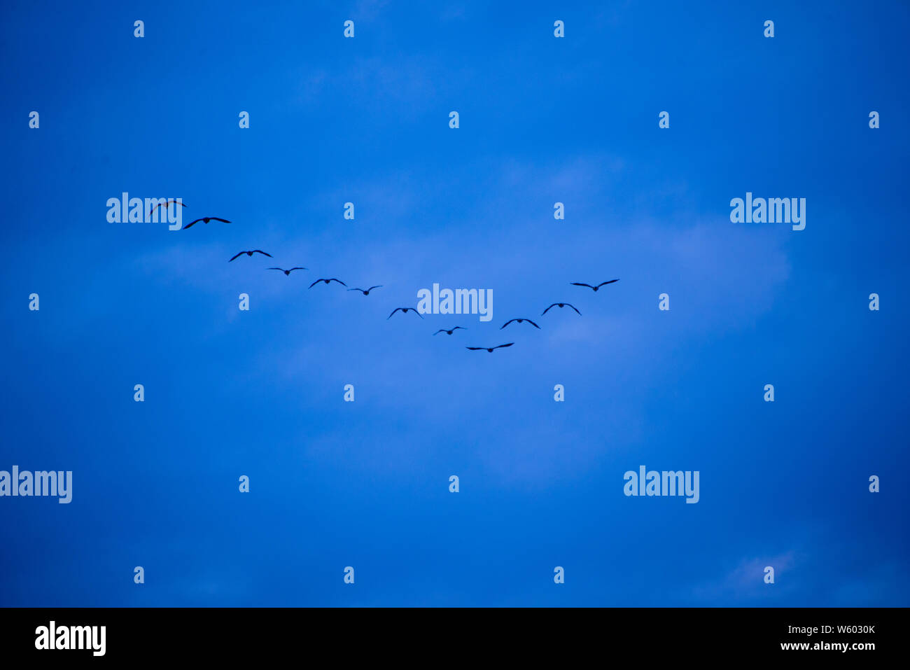Birds flying in formation hi-res stock photography and images - Alamy