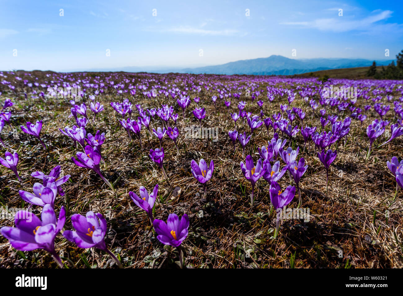 Crocus field close-up with beautiful light Stock Photo - Alamy