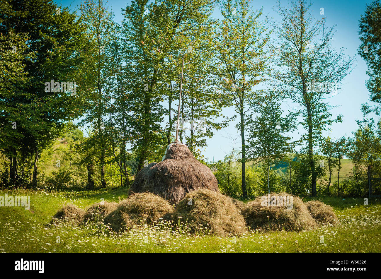 Preparing to build a haystack Stock Photo - Alamy