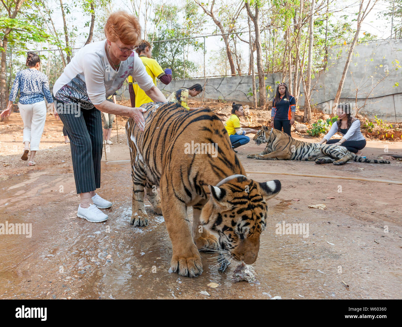 Tiger washing hi-res stock photography and images - Alamy