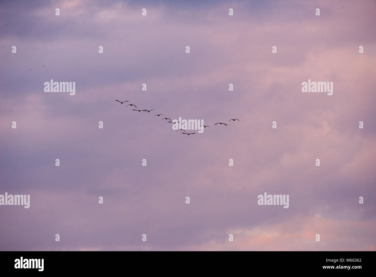 Birds flying in formation hi-res stock photography and images - Alamy
