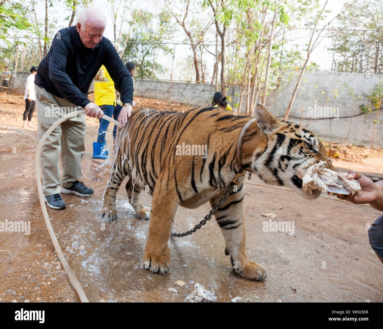 Tiger beeing bath by tourist at Buddhist and Tourist interacting with ...
