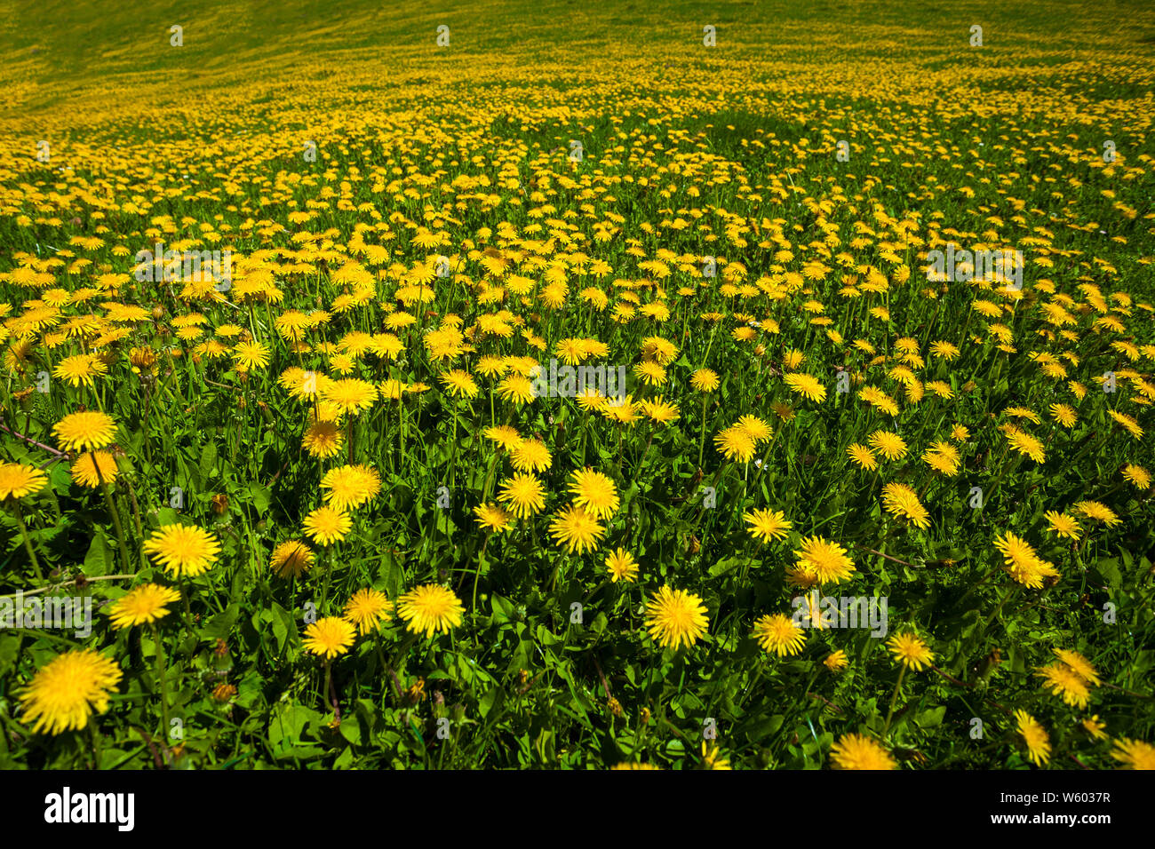 Beautiful spring landscape, dandellion field Stock Photo - Alamy