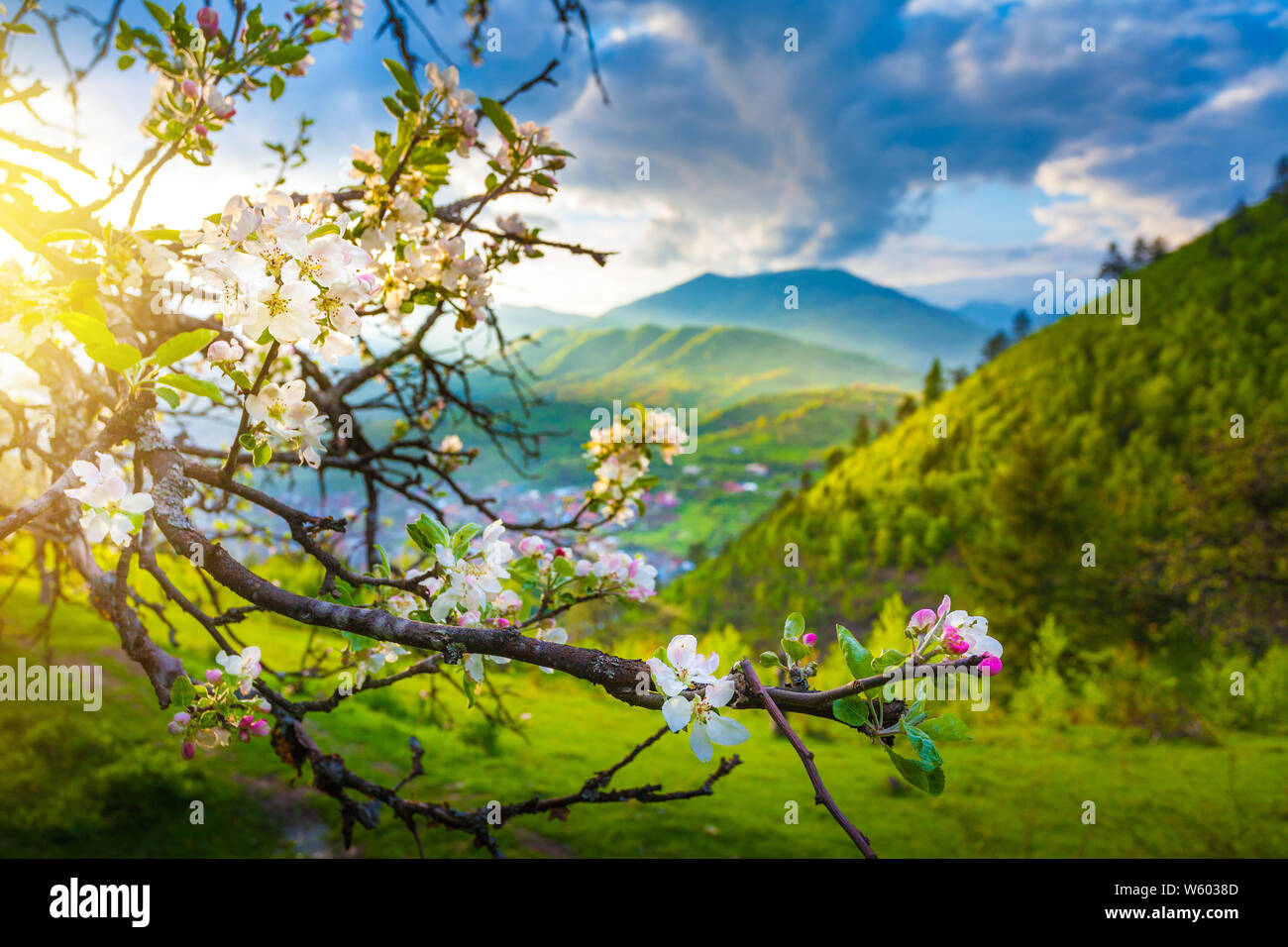 Beautiful spring early summer flower close up with mountain landscape ...