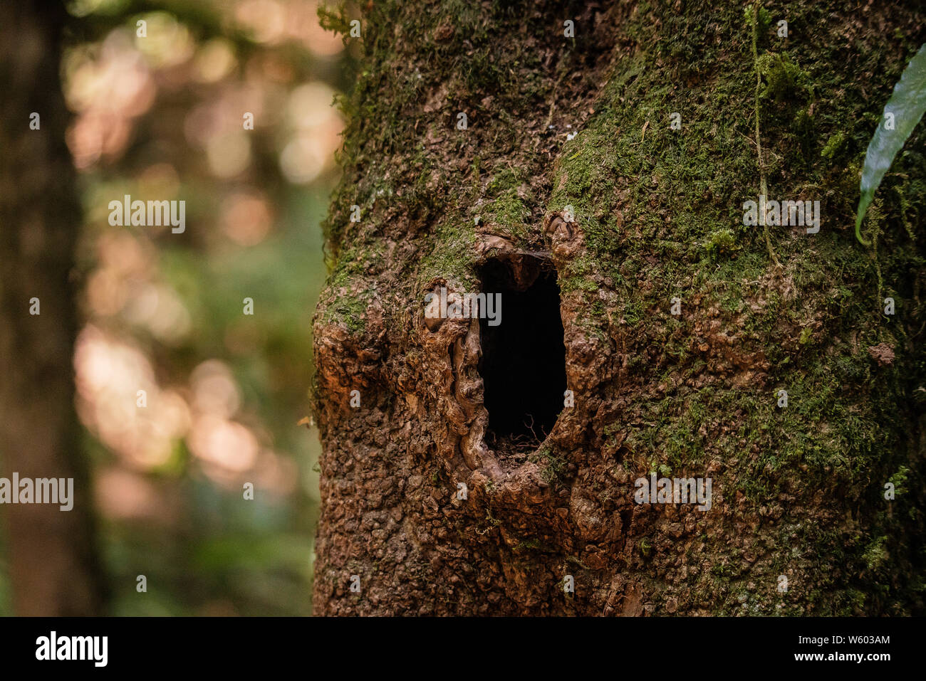 Deep burrow hi-res stock photography and images - Alamy