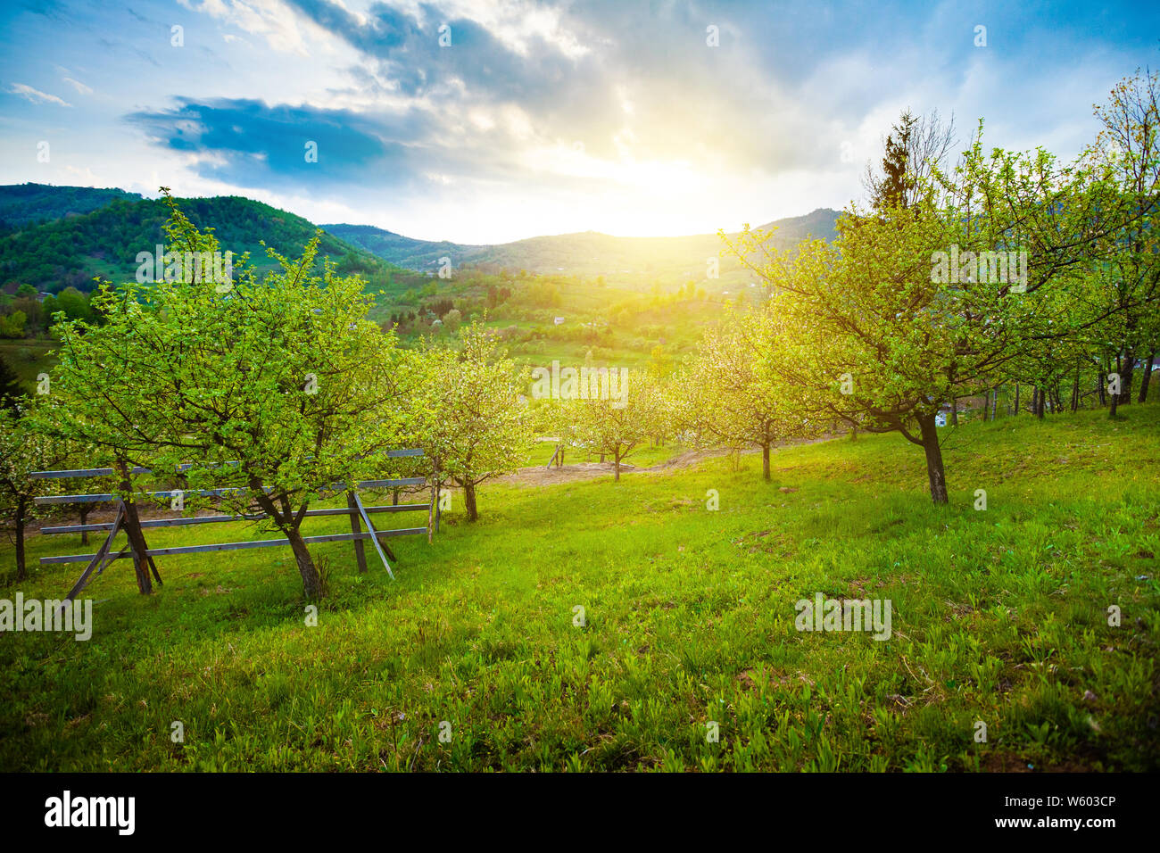 Beautiful orchard in hills area in spring Stock Photo - Alamy