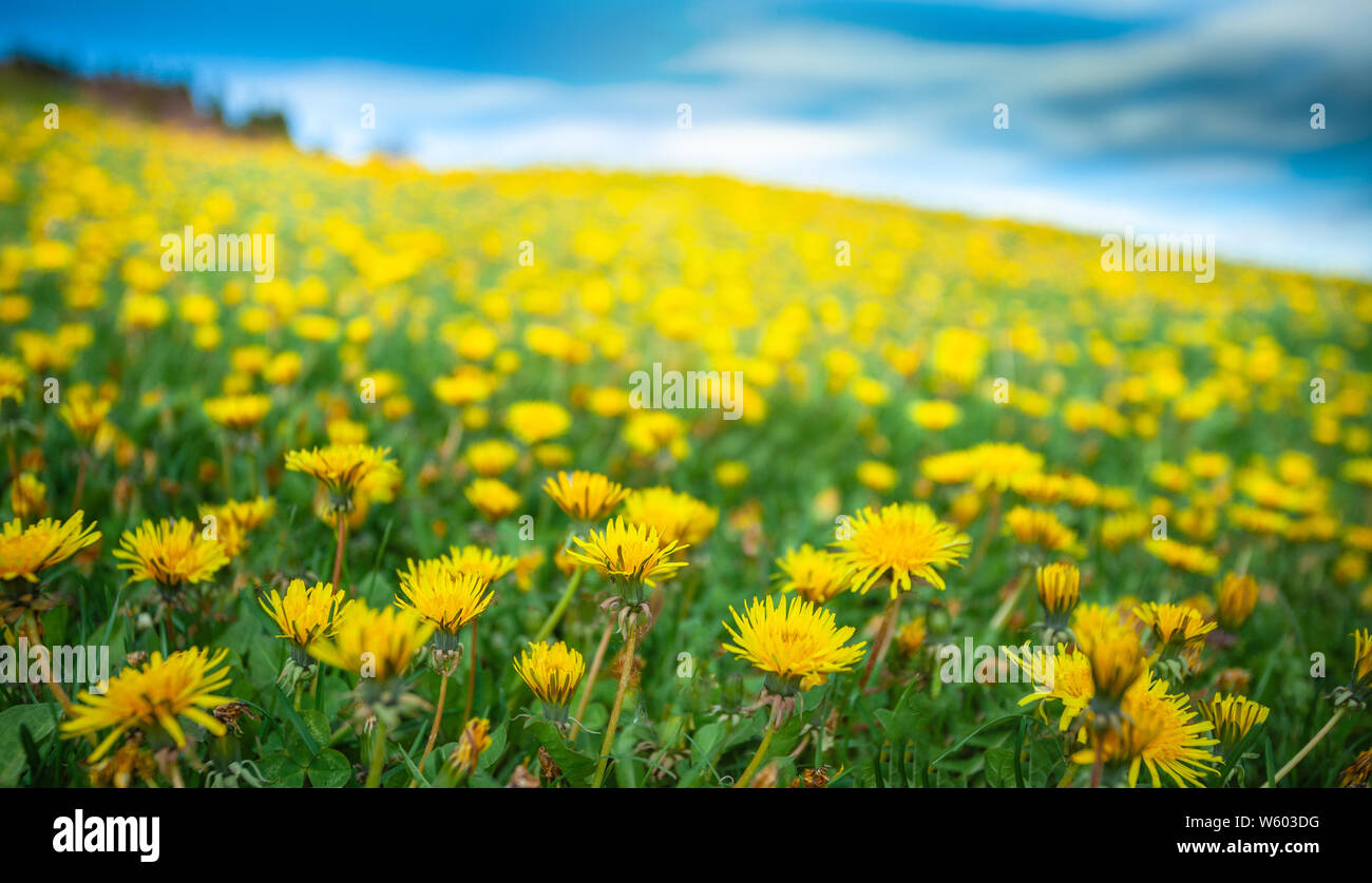 Beautiful relaxing flower field yellow dandelions Stock Photo - Alamy