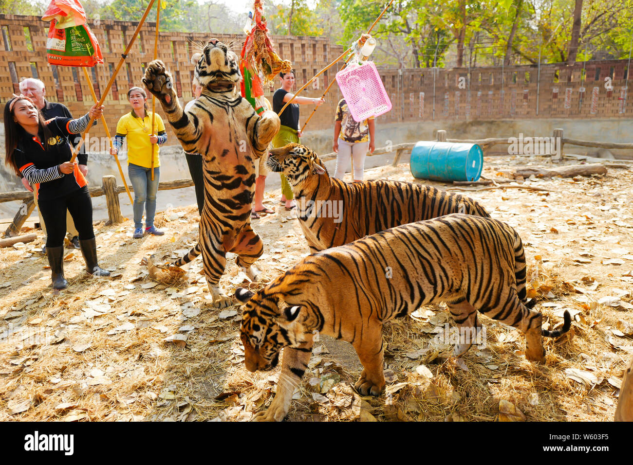 Tourist excersice the Tigers in Buddhist and Tourist interacting with ...