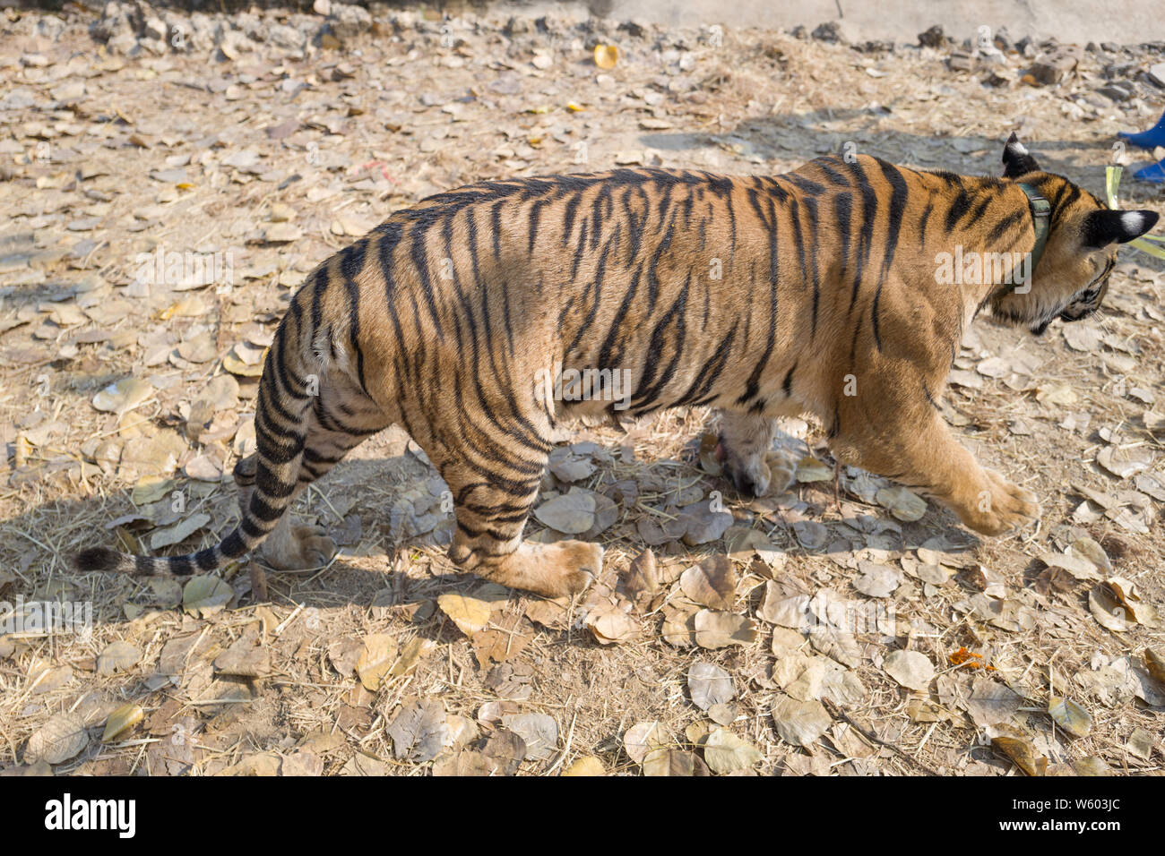 Buddhist and Tourist interacting with Tigers at the Tiger Temple in ...