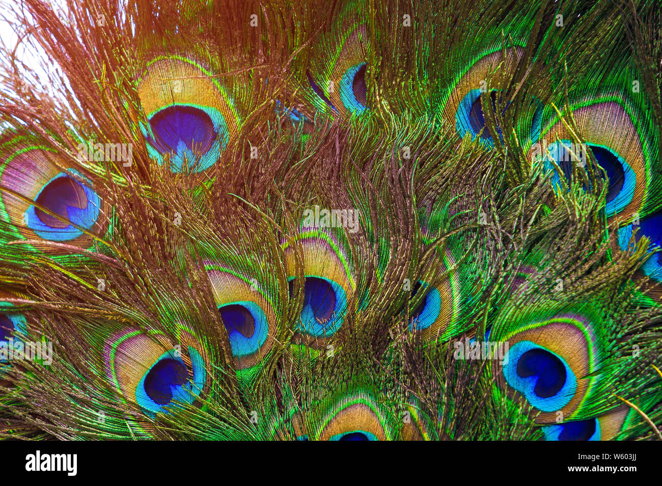 Beautiful detail of peacock tail close up Stock Photo - Alamy