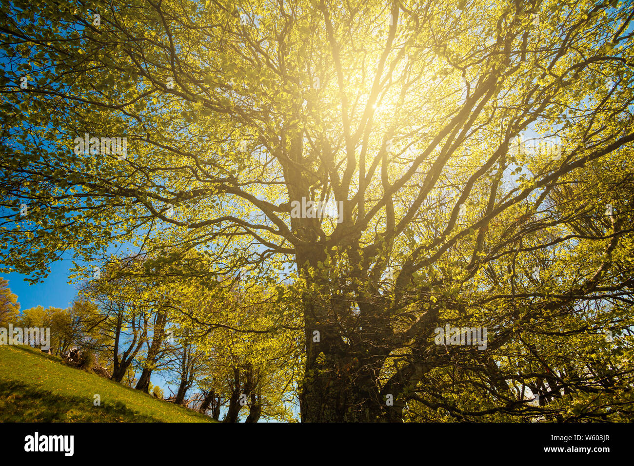 Beautiful tree branches hi-res stock photography and images - Alamy
