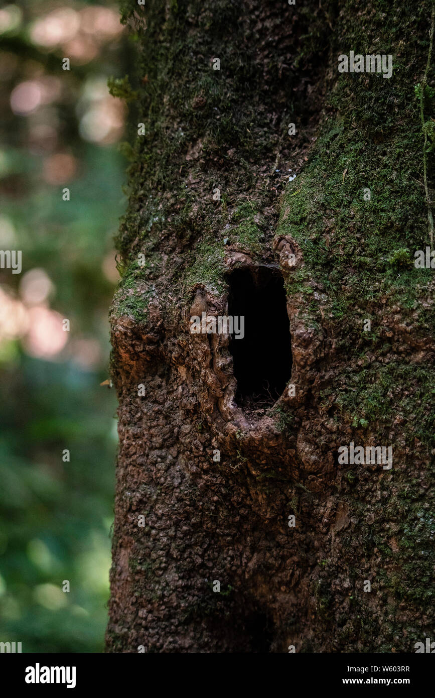 A tree with the small burrow Stock Photo - Alamy