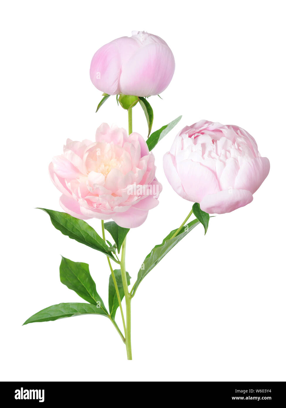 a pretty peony flower branch isolated on white Stock Photo - Alamy