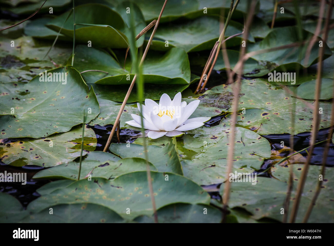 A flowering Lilly pad on a lake Stock Photo - Alamy