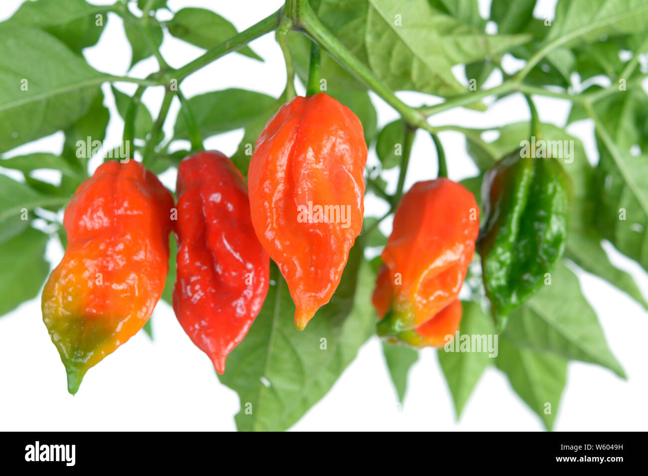 the hottest pepper from Chile: bhut jolokia Stock Photo - Alamy