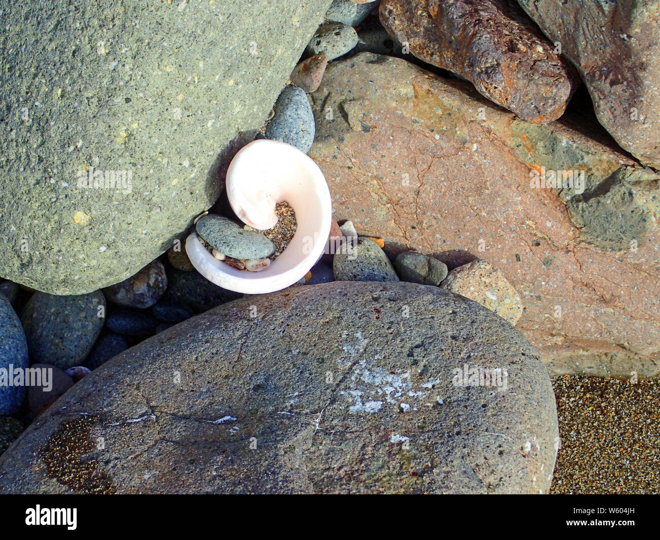 Pink conch hi-res stock photography and images - Alamy