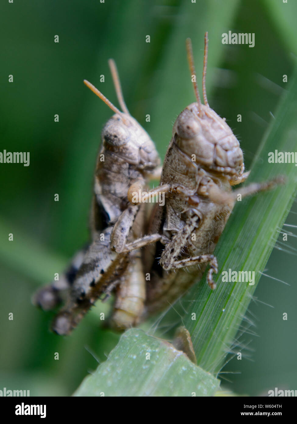 Mating of grasshoppers hi-res stock photography and images - Alamy
