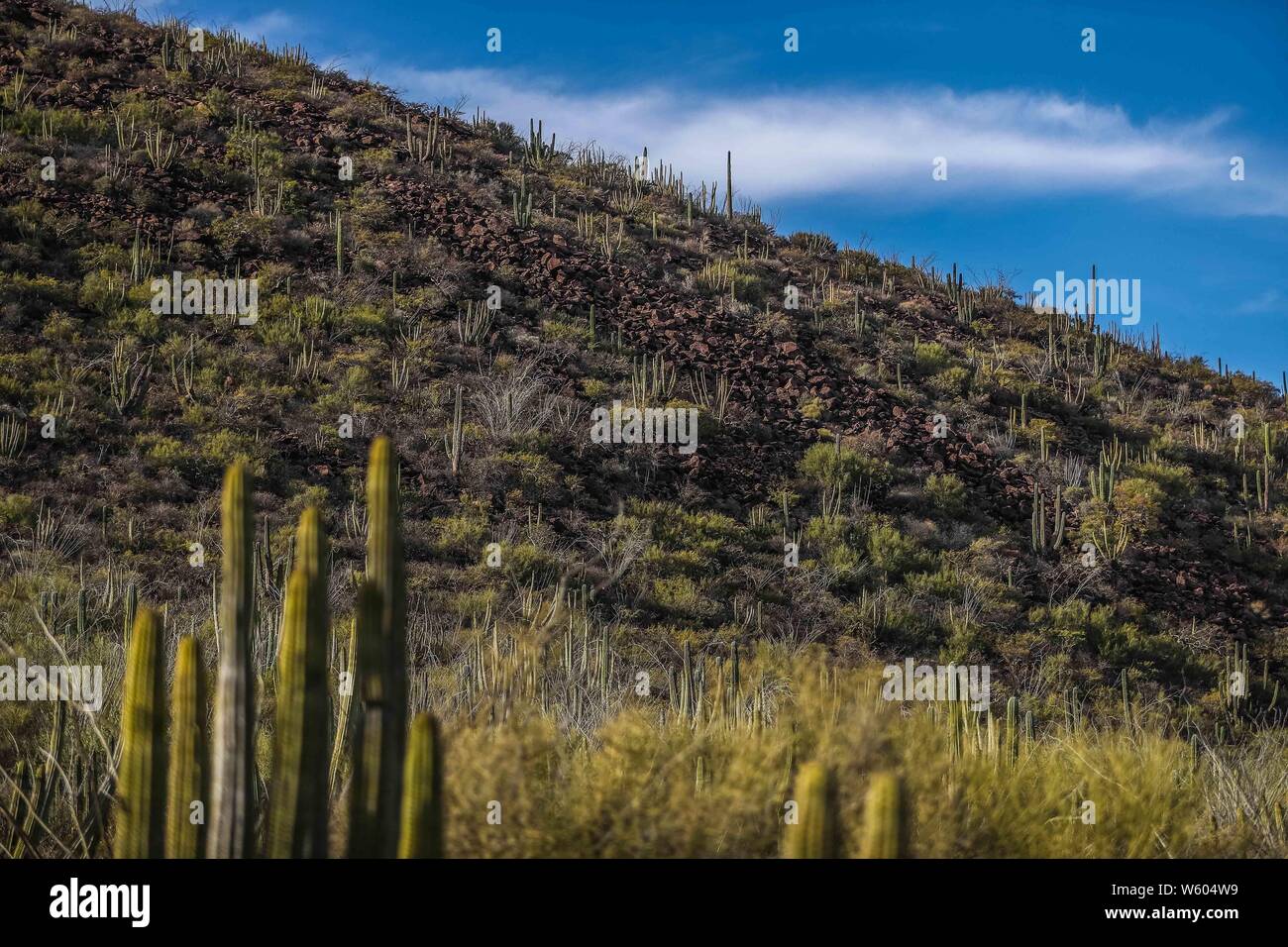 Desierto de matorral hi-res stock photography and images - Alamy
